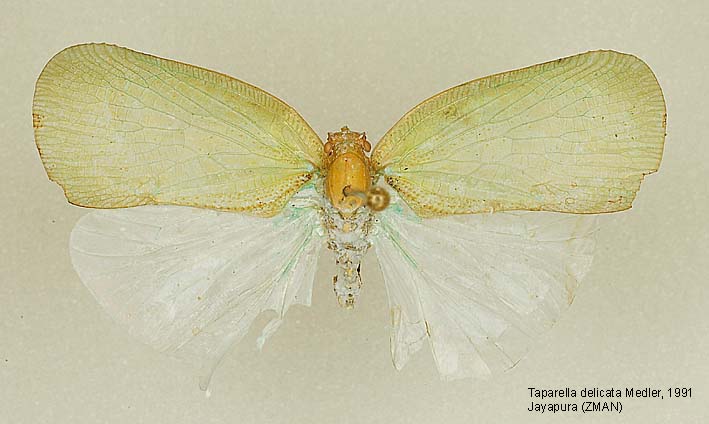 Papua Insects Foundation (Hemiptera/Auchenorrhyncha/leafhopper ...